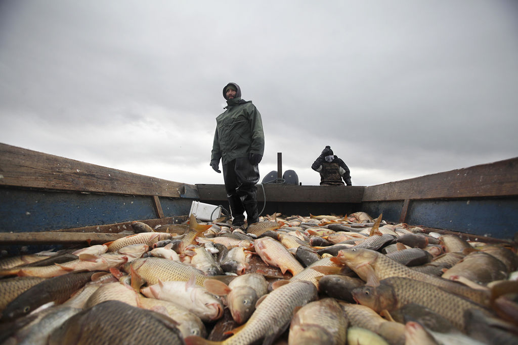 Father, son make living fishing carp at Utah lake | News, Sports, Jobs ...